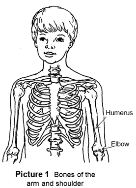 Your Is Your Humerus Bone Funny