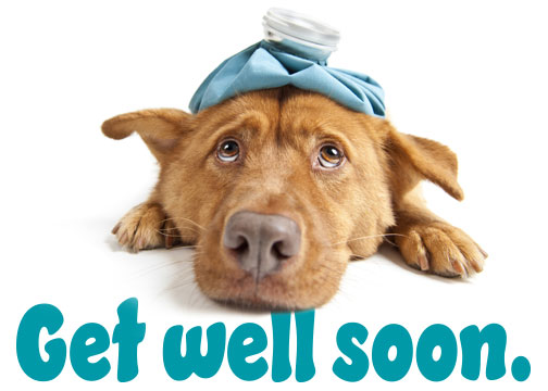 Funny Dog Get Well Card | ubicaciondepersonas.cdmx.gob.mx Funny Dog Get Well Card | ubicaciondepersonas.cdmx.gob.mx